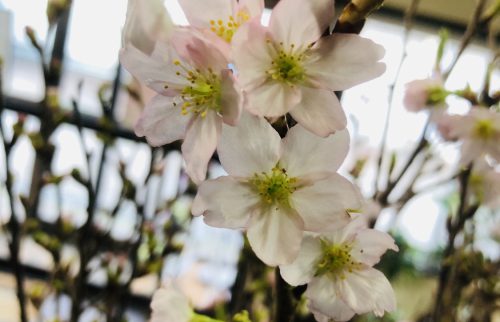 山形県酒田市の花屋 HanaGoro アレンジメントフラワー.花束.鉢物.観葉植物.お祝いスタンド花.仏花