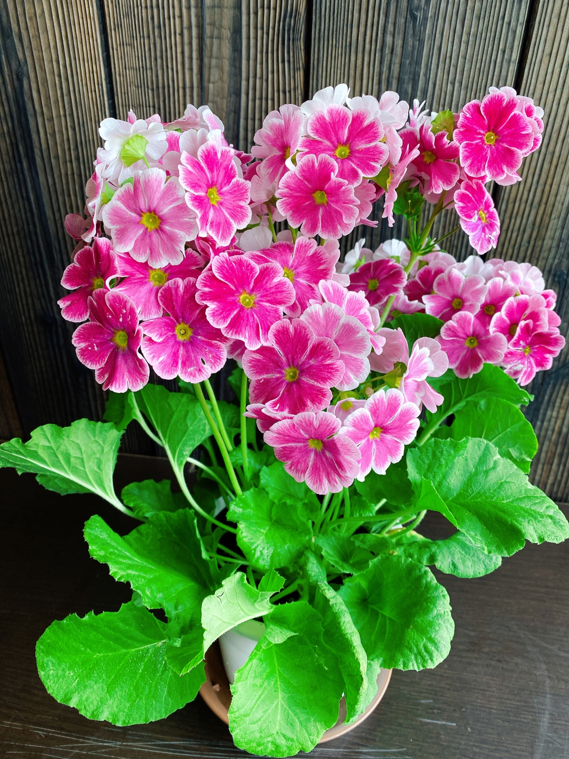 はなごろ☆プリムラ・オブコニカ！ – HanaGoro～はなごろ～